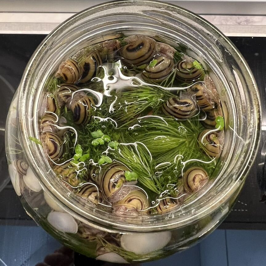 Улитки спикси