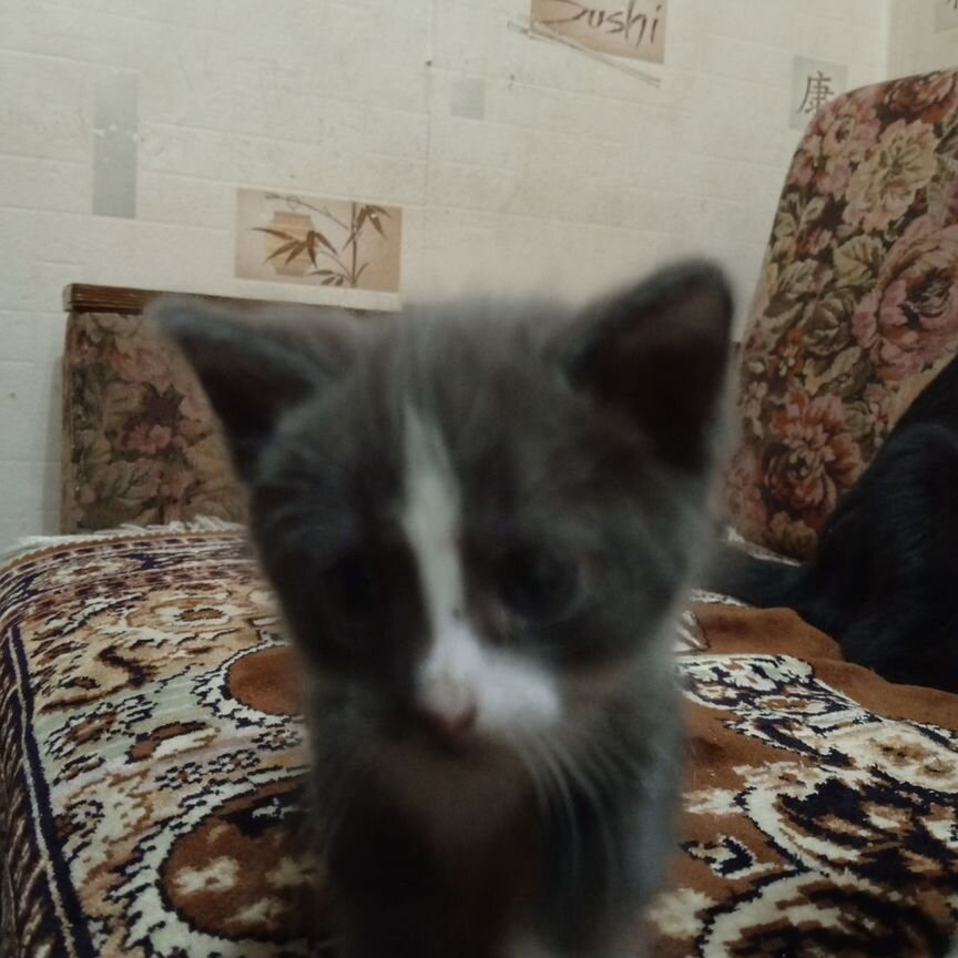 Котята