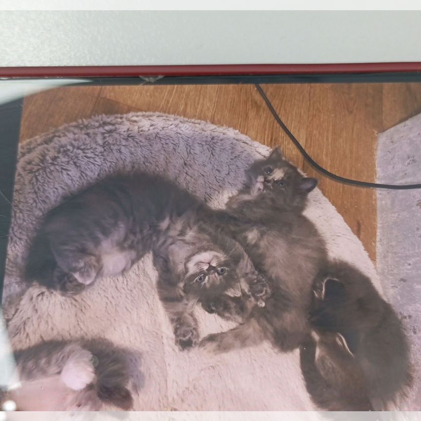 Сибирский котёнок