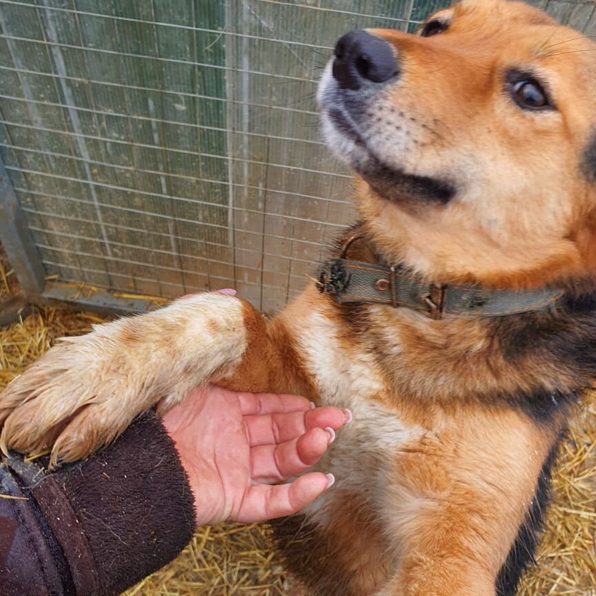 Собака милота Кнопочка