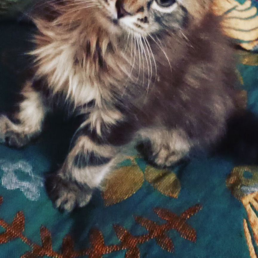 Котёнок мейн куна