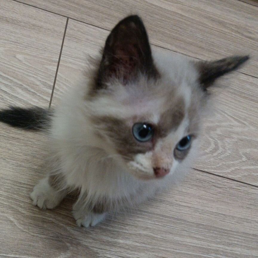 Котёнок в добрые руки