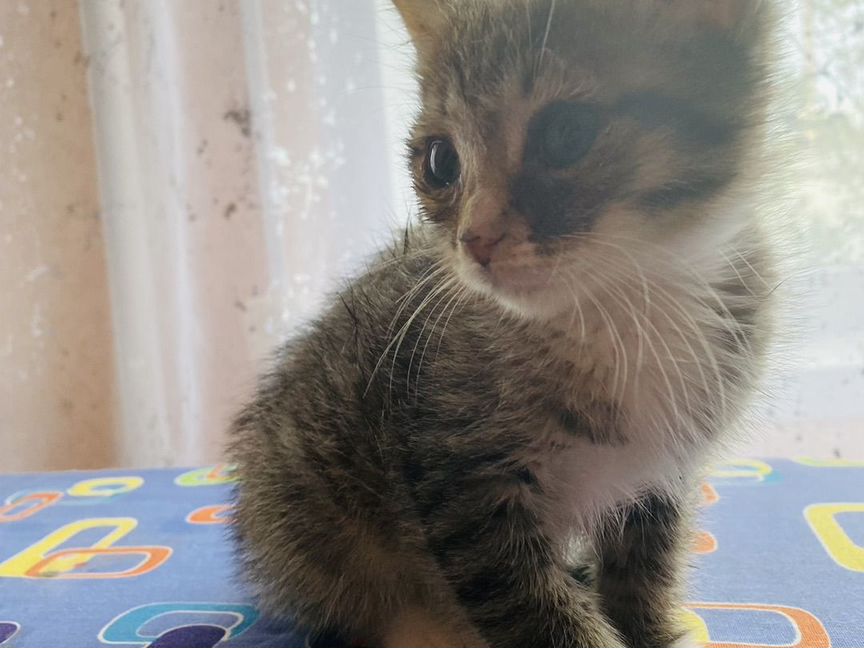 Котенок