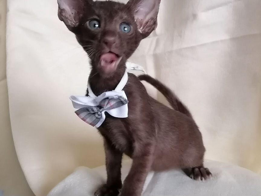 Ориентальный котенок