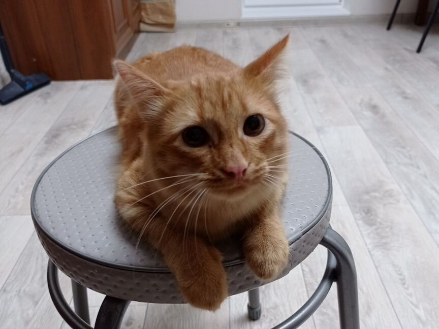 Молодой кот "Рыжик"