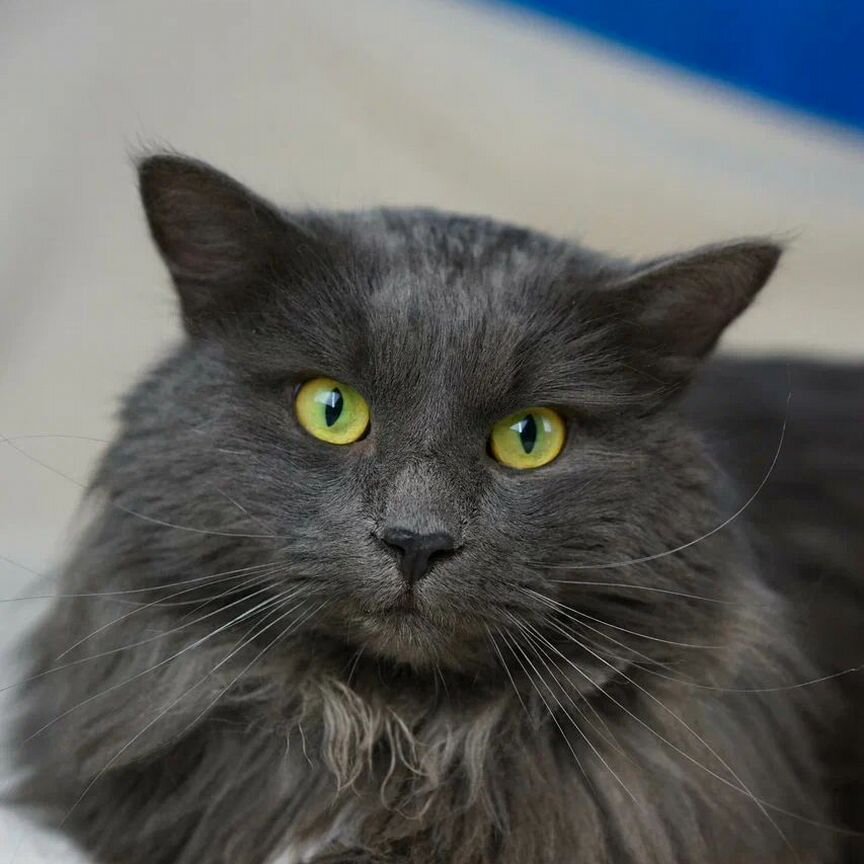 Шикарный нибелунг Пафнутий в добрые руки