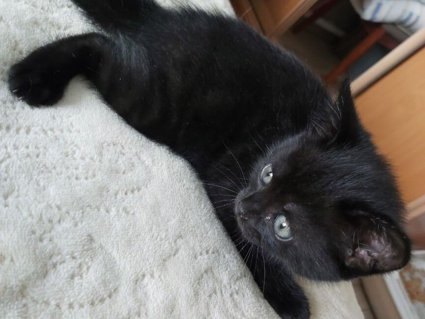 Кошки в добрые руки бесплатно