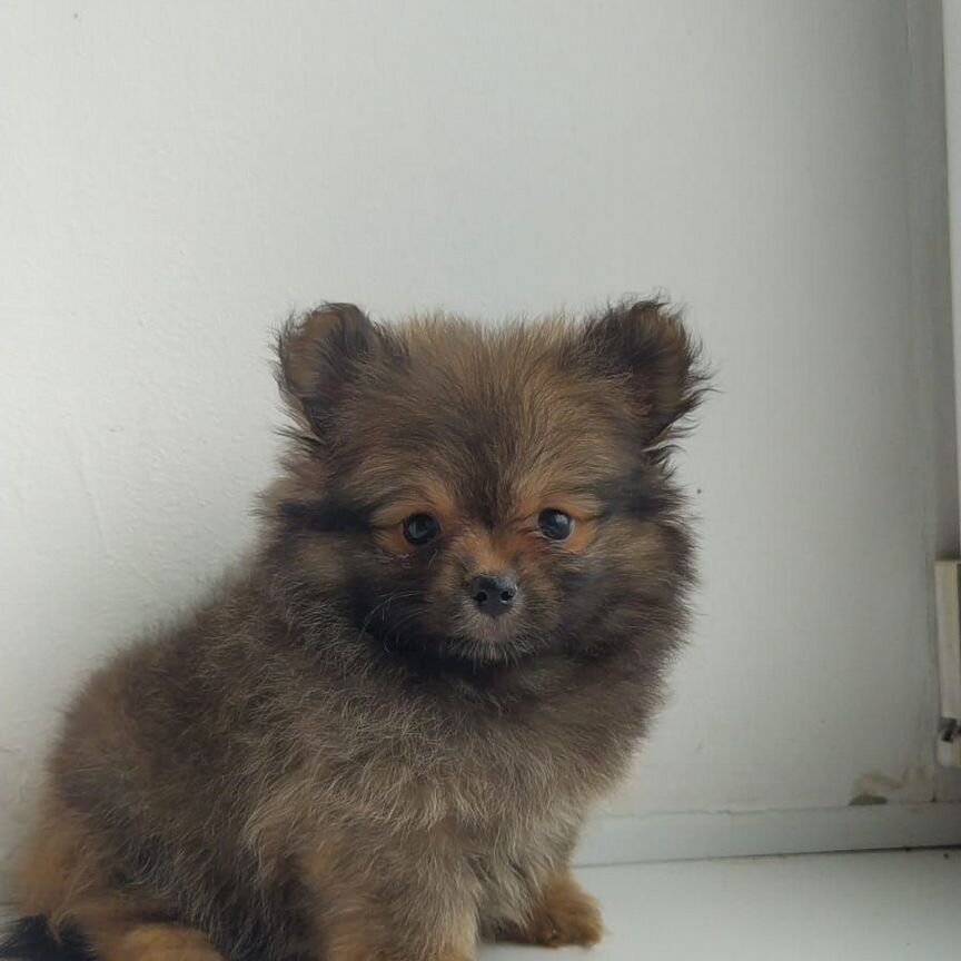 Шпиц девочка щенок