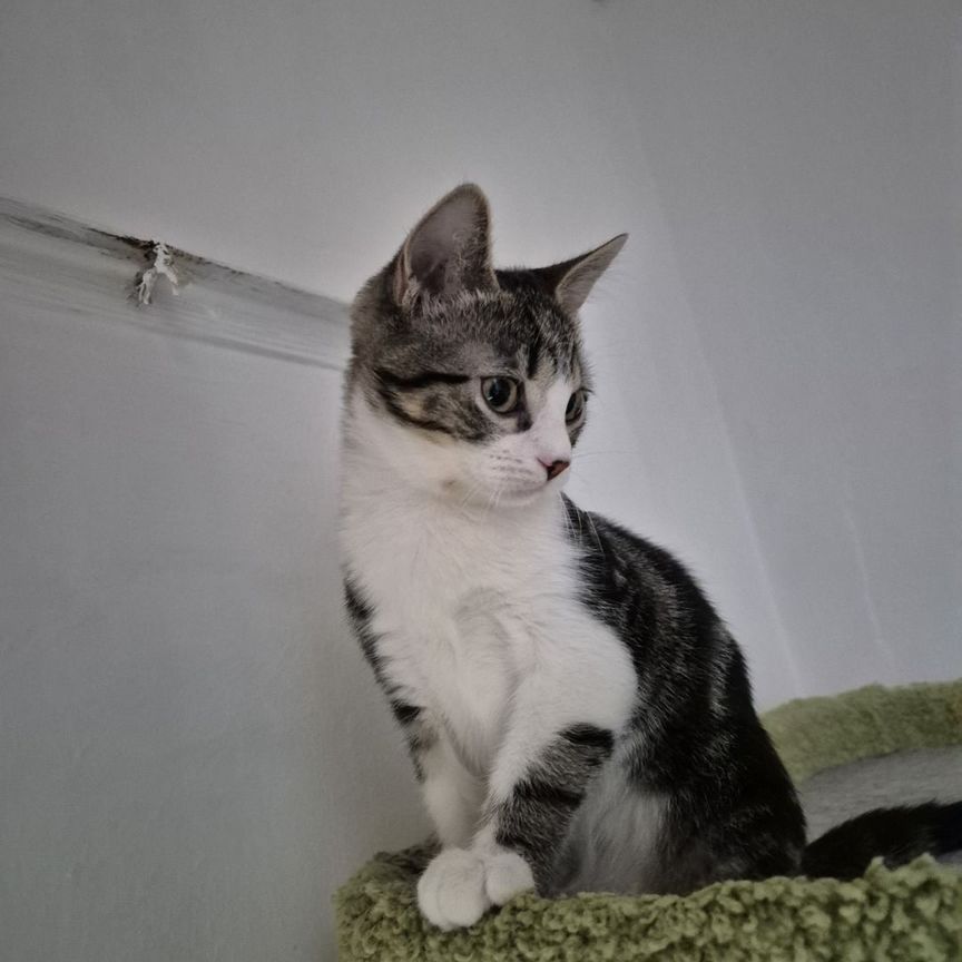 Котёнок 4-х мес. в ответственные руки