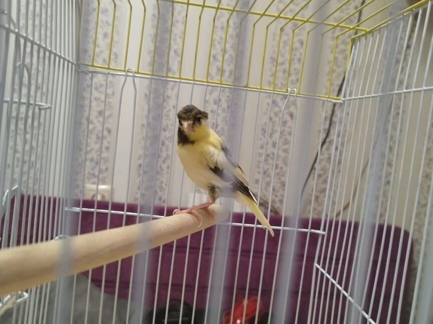 Кенор поющий