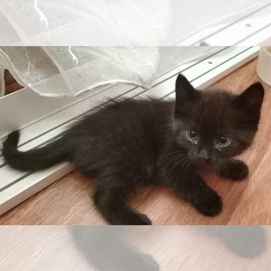 Сибирский котёнок