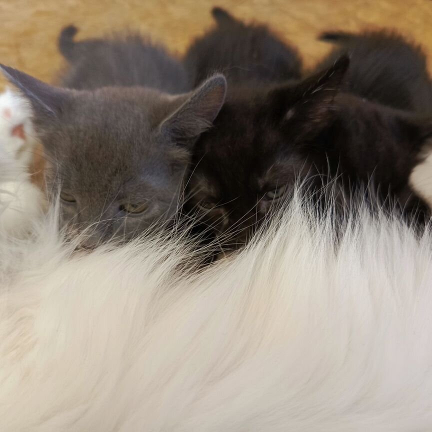 Котята ищут семью