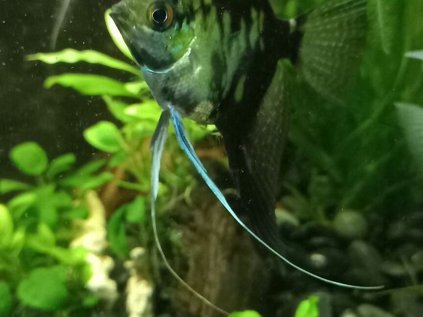 Скалярии обмен