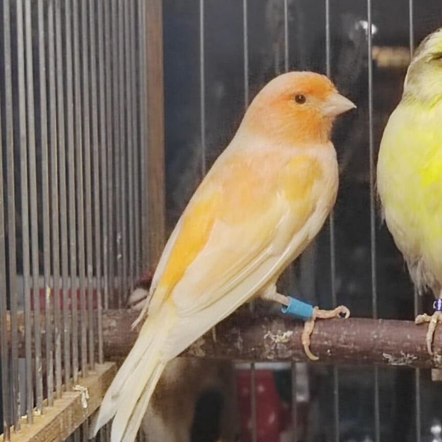 Канарейки 10-12 месяцев (самки)