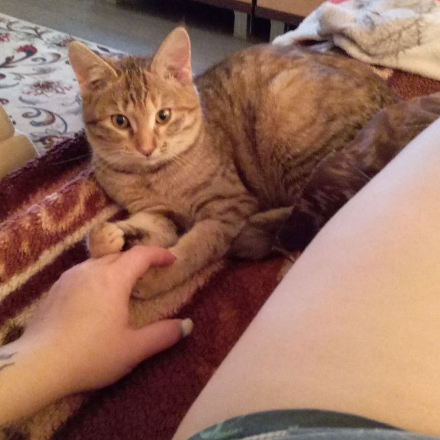 Отдам в добрые руки кошек, к лотку приучены