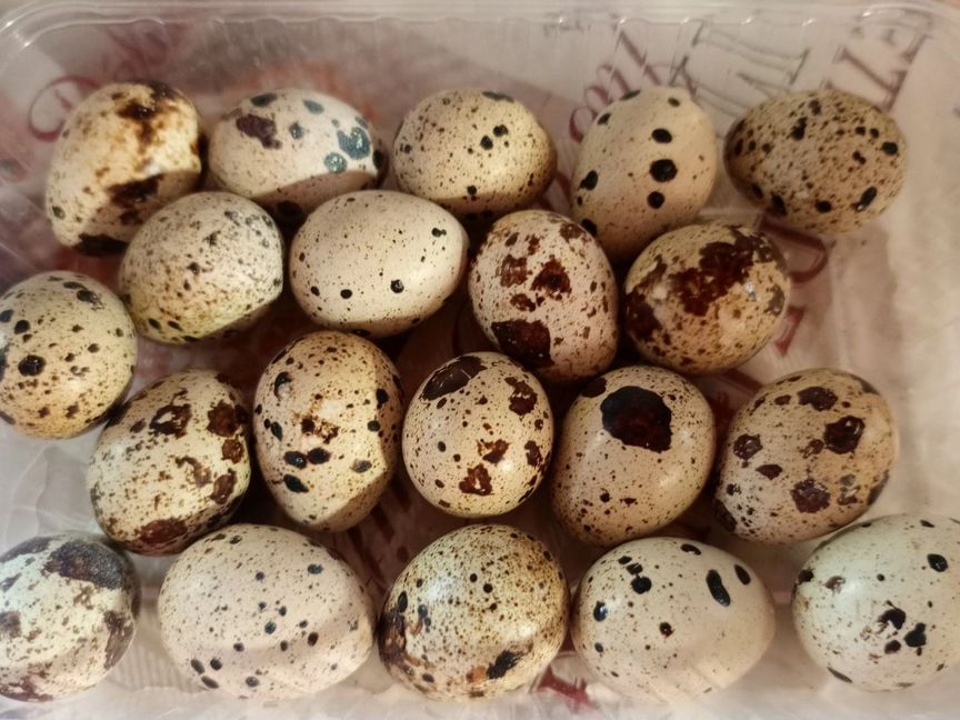 Инкубационное яйцо техасского перепела