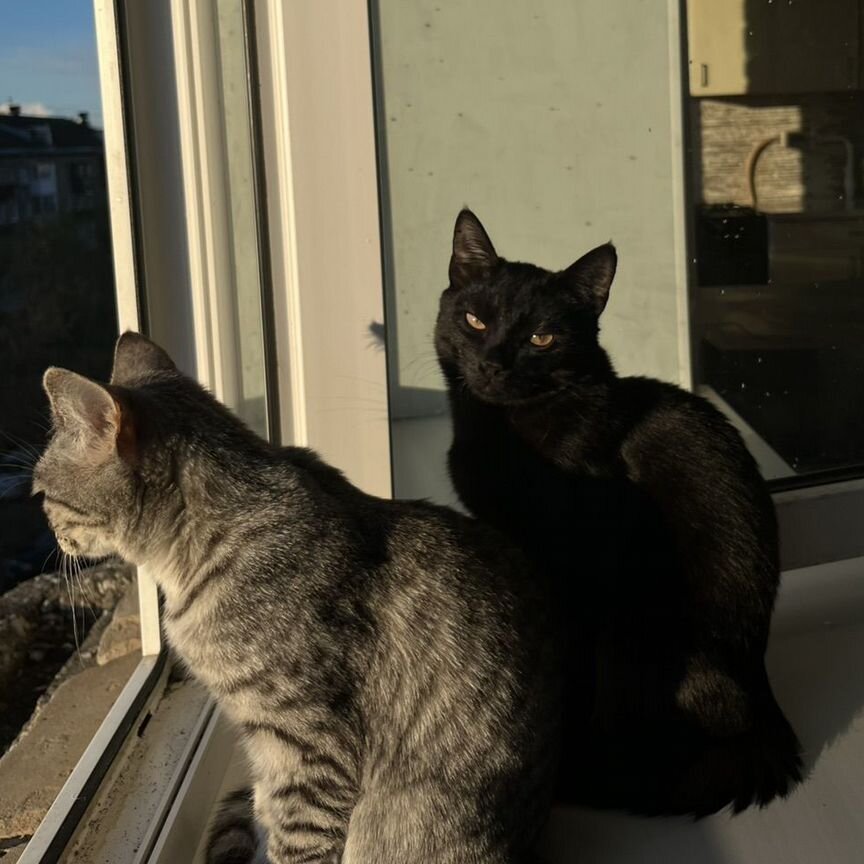 Котята в добрые руки приучены к лотку
