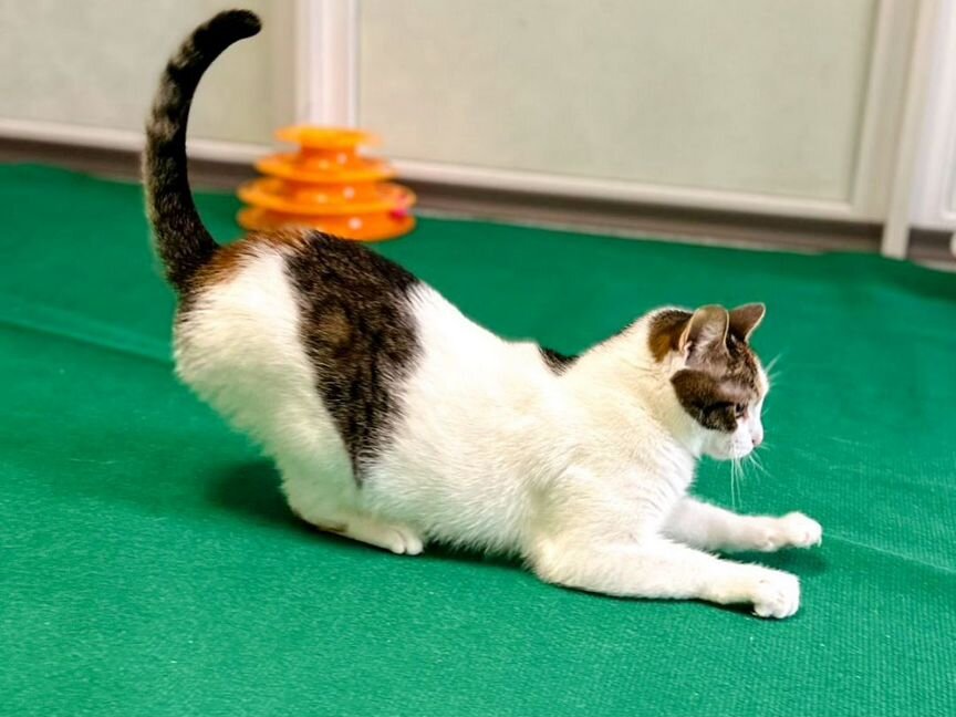 В добрые руки кот кошка котенок
