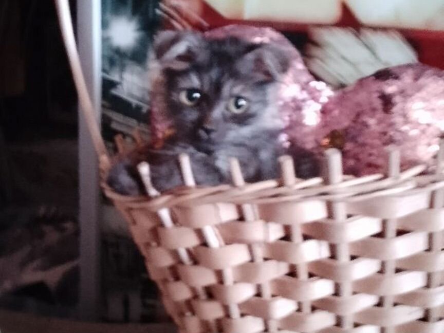 Котенок вислоухий Хайленд страйт
