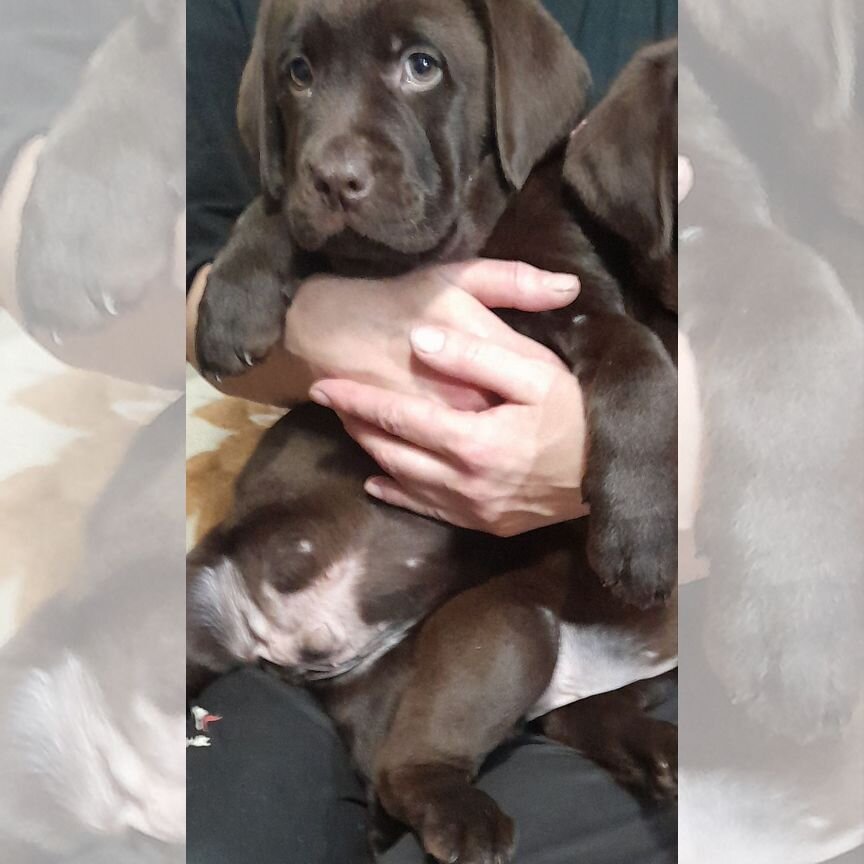 Лабрадор-ретривер, щенок