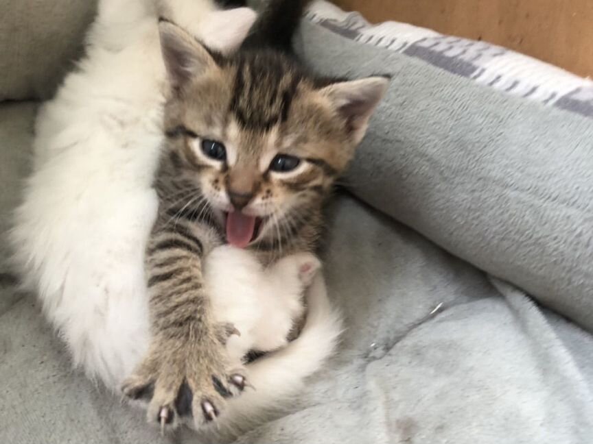 Бесплатно котята