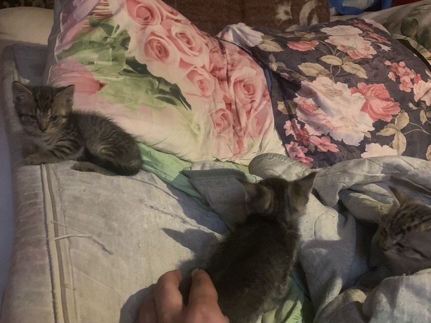Котята в добрые руки мальчики девочки
