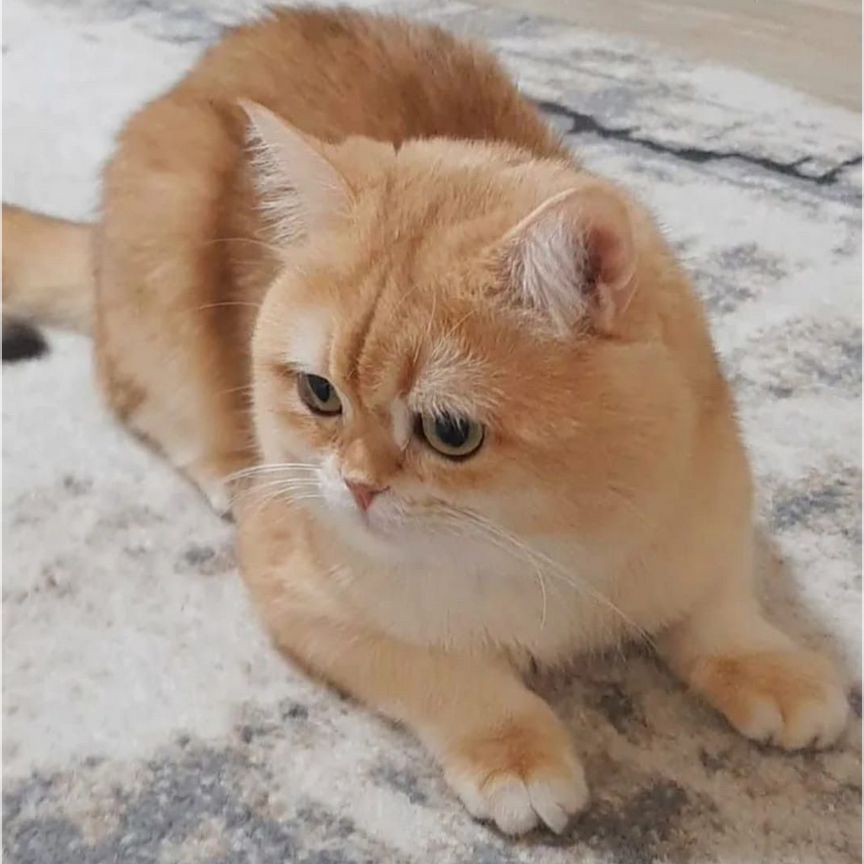 Яркий золотой котик(вязка)