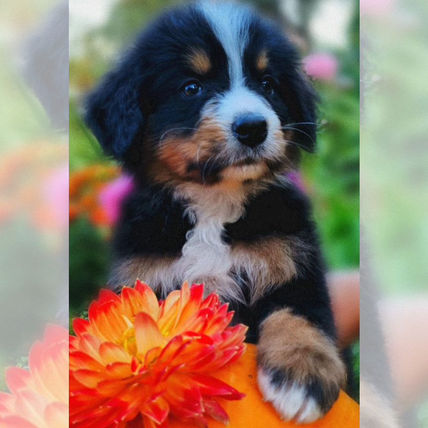 Бернский зенненхунд