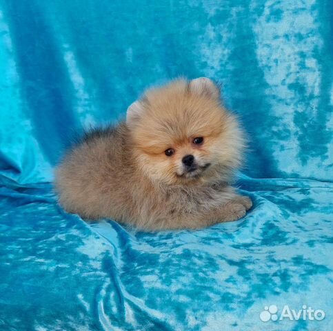 Померанский шпиц медвежьего типа