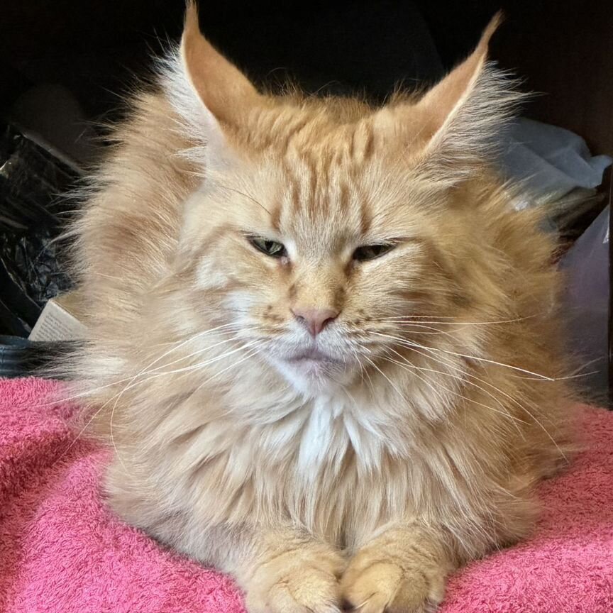 Котята мейн-кун 2мес