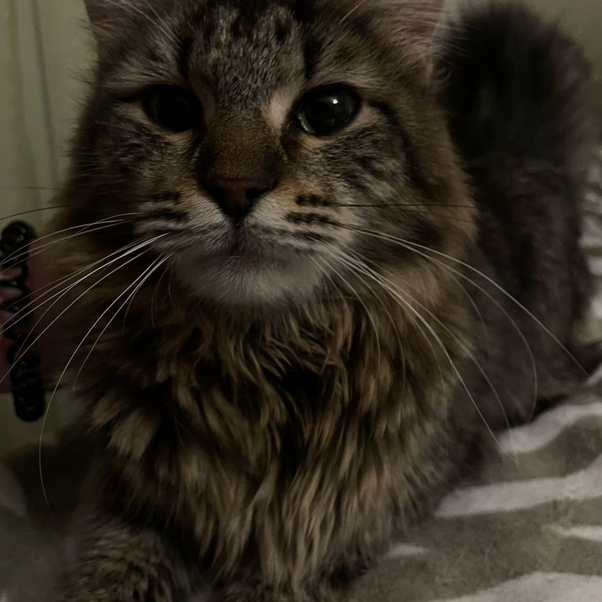 Кошечка в добрые руки