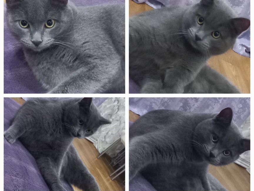 Кот русская голубая