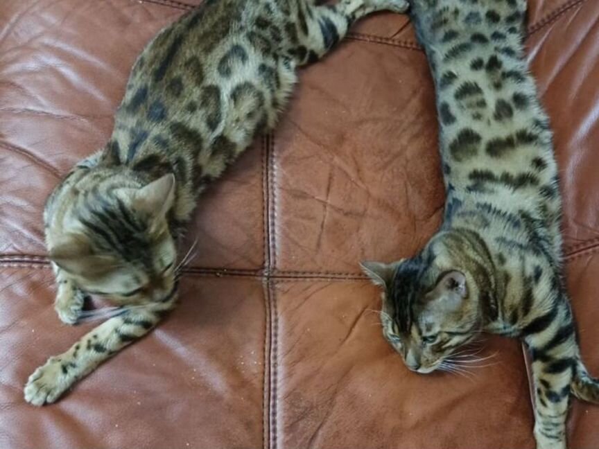 Бенгальские кошки,продажа