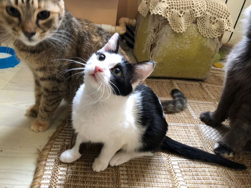 Котенок в добрые руки