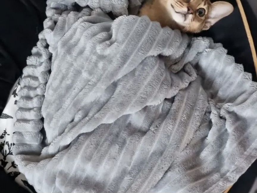 Котятки абики