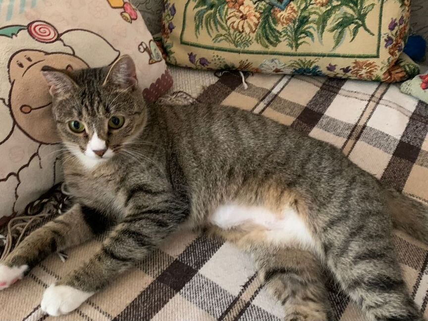 Кошка