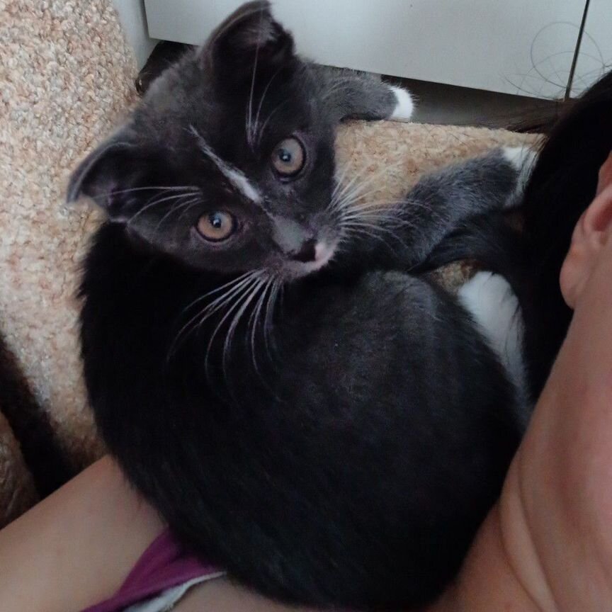 Котёнок в добрые руки