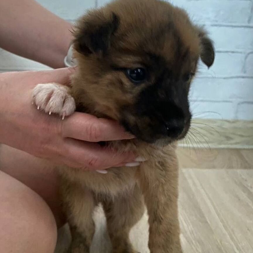 Щенок в добрые руки