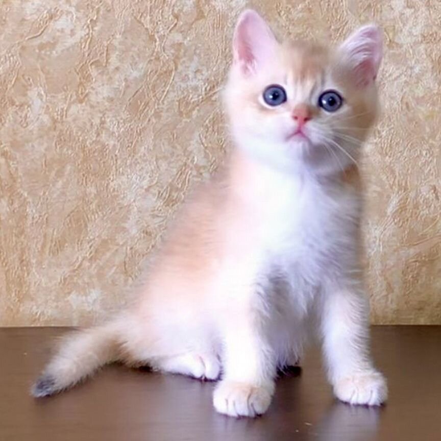 Чудесный котенок золотая шиншилла голубое золото