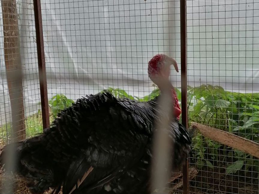 Индюки на разведение или на мясо