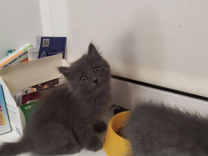 Котята