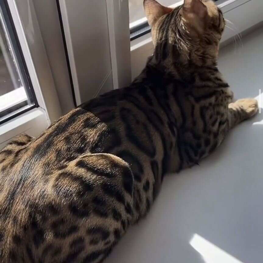 Бенгальская