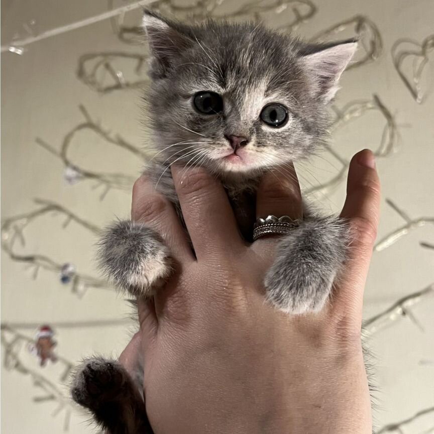 Котята