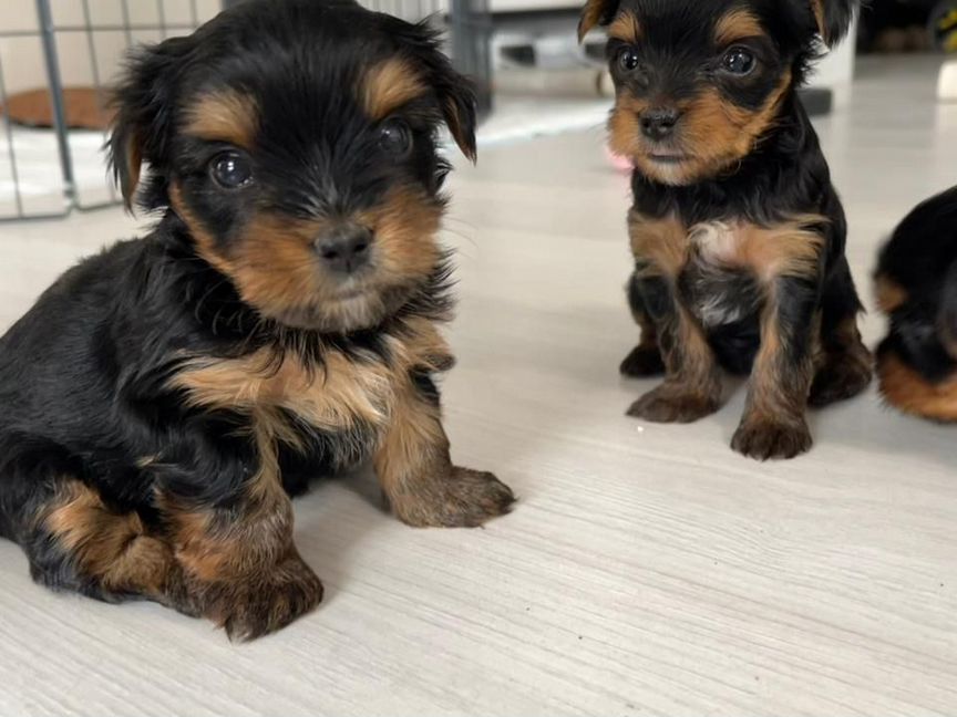 Ерширский терьер щенки