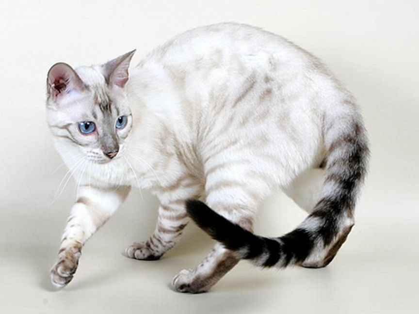 Бенгальские котята