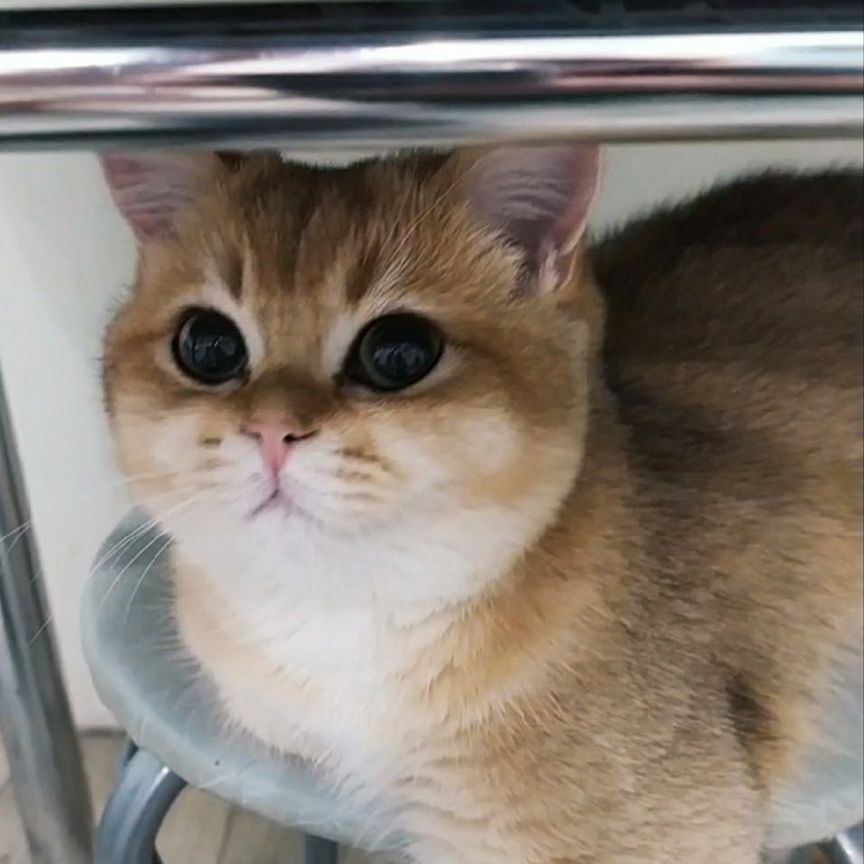 Котик британская золотая шиншилла из питомника