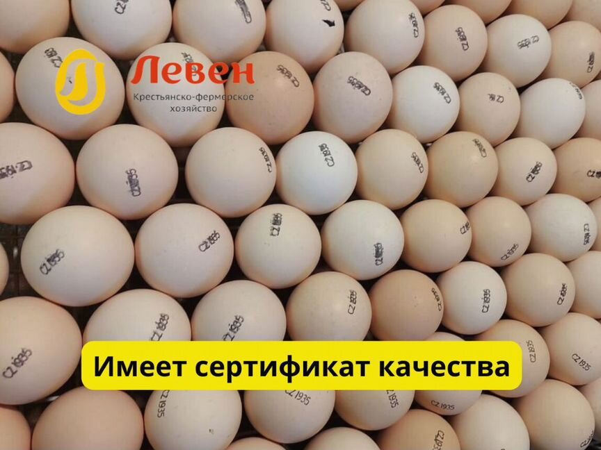 Инкубационное яйцо бройлеров Кобб 500 и Росс 308