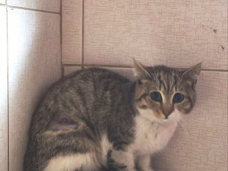 Котята