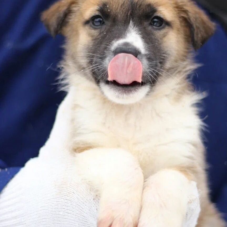 Щенок в добрые руки