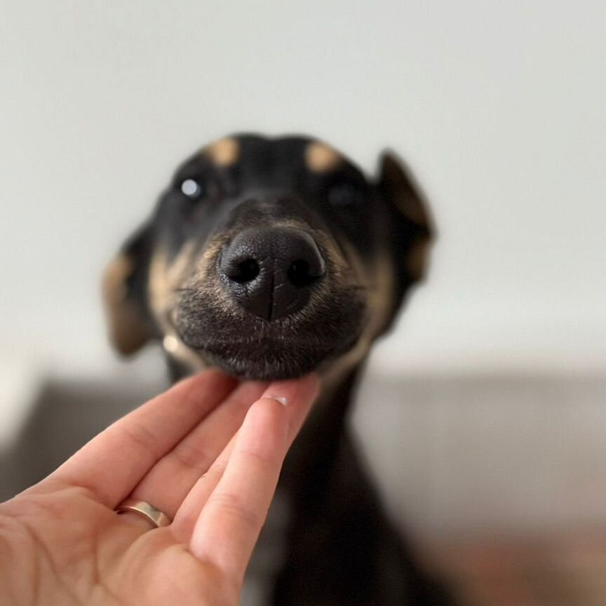 Щенок в добрые руки